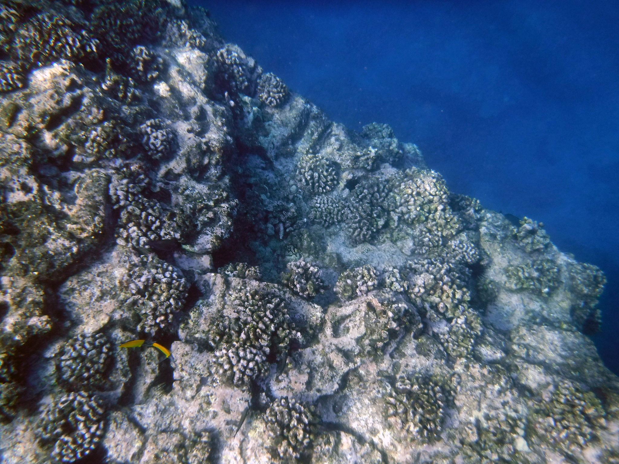 Hawaii's Endangered Coral Reefs Add Value - BeyondKONA
