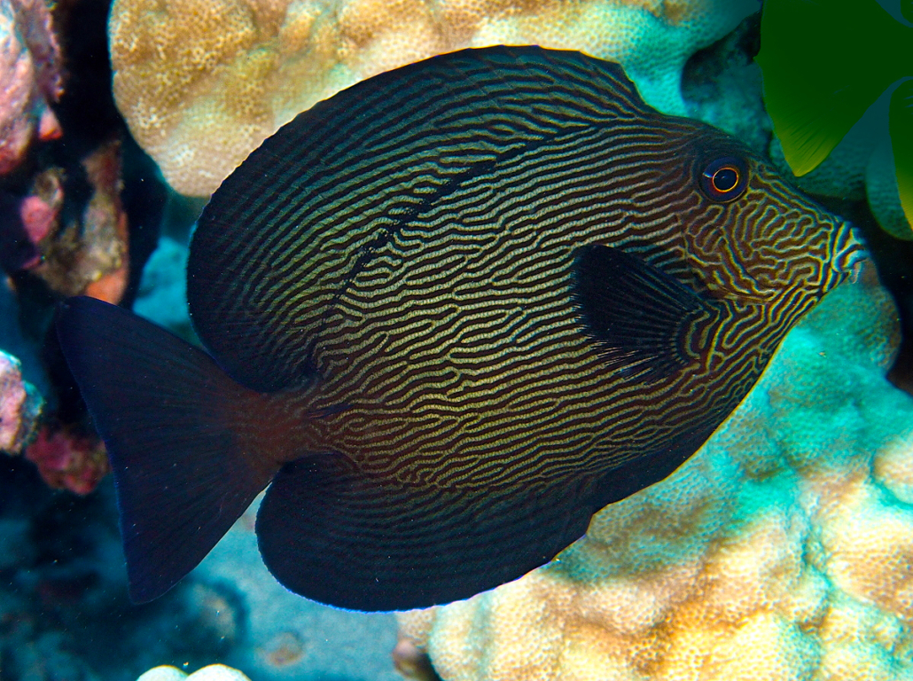 Hawaii's Reef Fish - Wanted Dead or Alive - BeyondKONA